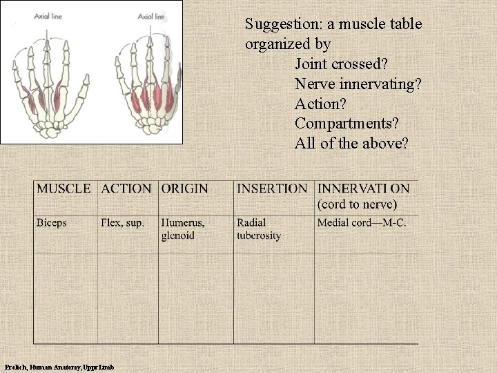 UPPER LIMB What is a limb Sensory to