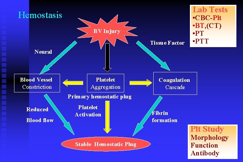 BLEEDING DISORDERS HEMOSTASIS 1 VASCULAR PHASE 2 PLATELET