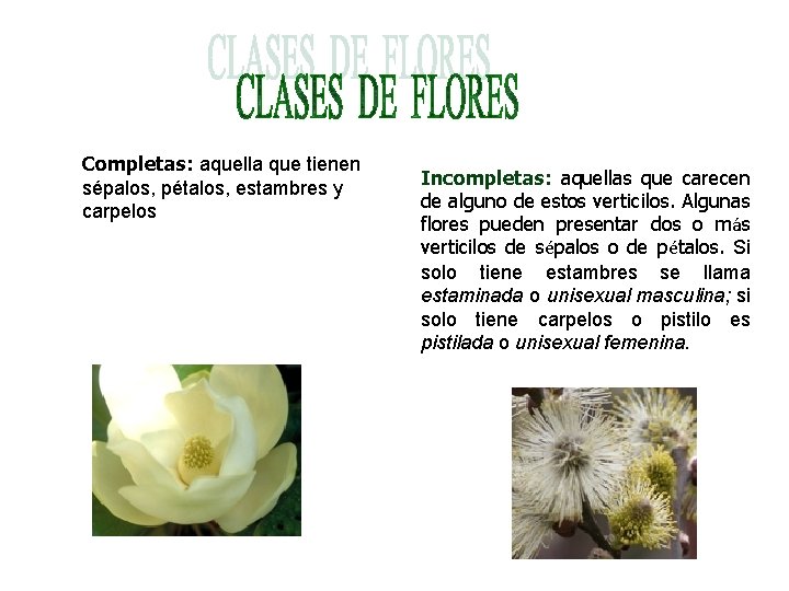 Completas aquella que tienen spalos ptalos estambres y