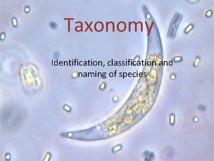 Taxonomy Identification classification and naming of species Categories