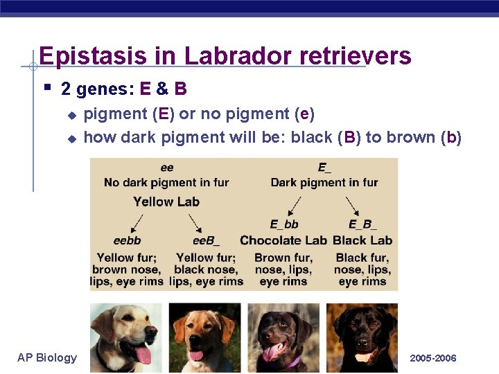 Chapter 14 Beyond Mendels Laws of Inheritance AP