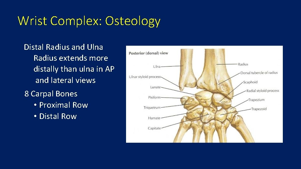 Anatomy of the Hand Wrist Jane Fedorczyk PT