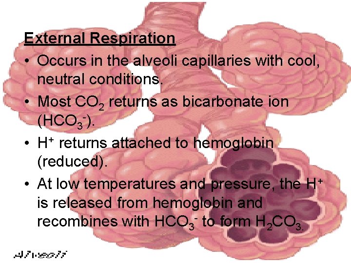 BIOLOGY 12 Respiratory System Anatomy The Respiratory System