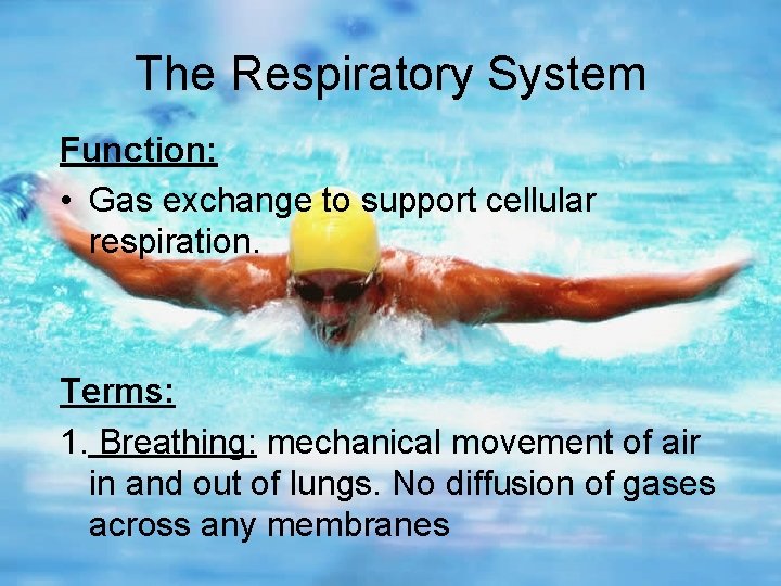 BIOLOGY 12 Respiratory System Anatomy The Respiratory System