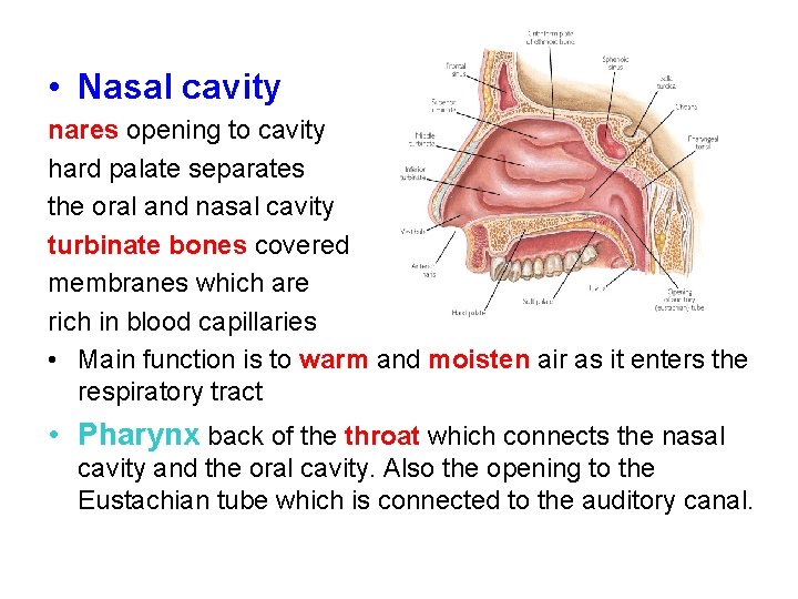 BIOLOGY 12 Respiratory System Anatomy The Respiratory System