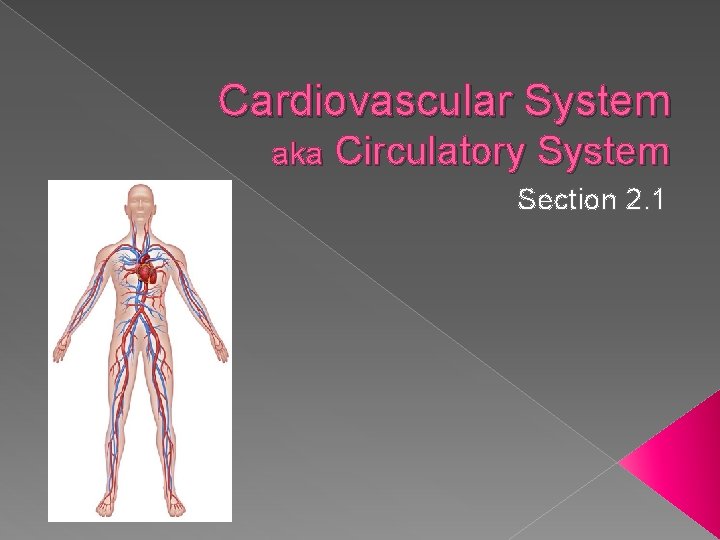 Cardiovascular System aka Circulatory System Section 2 1