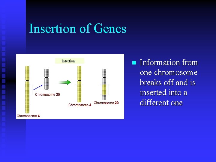 MUTATIONS CHROMSOMES AND GENES THE IMPACT OF MUTATION