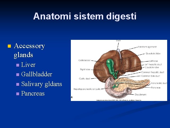 Radiografi sistem traktus gastrointestinal dan hepatobilier Oleh dr
