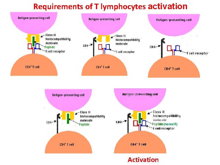 Immunology Pharmacy Students Lymphopoiesis T and B cells