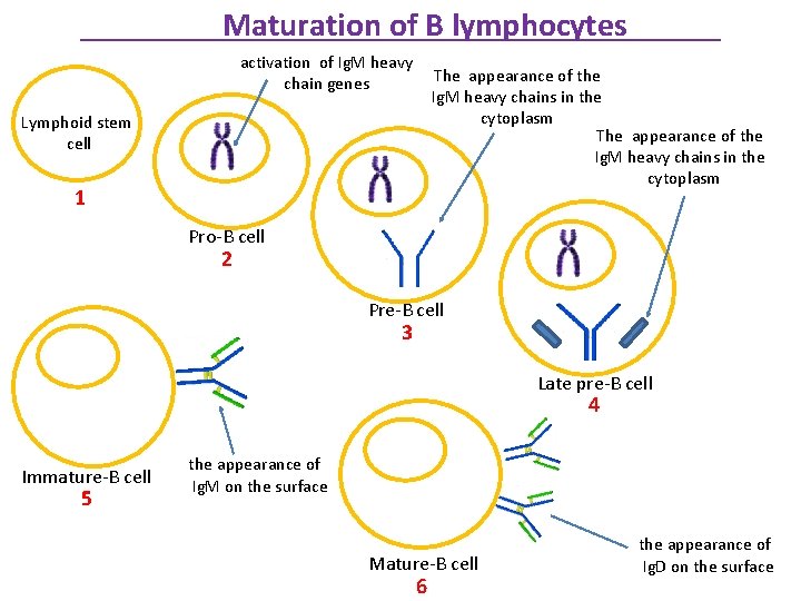 Immunology Pharmacy Students Lymphopoiesis T and B cells