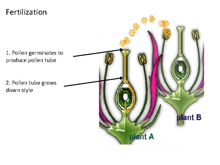 Angiosperms Two Groupings Monocot and Dicot Based off