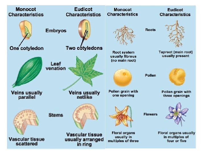 Angiosperms Two Groupings Monocot and Dicot Based off