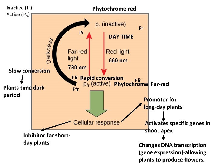 Angiosperms Two Groupings Monocot and Dicot Based off