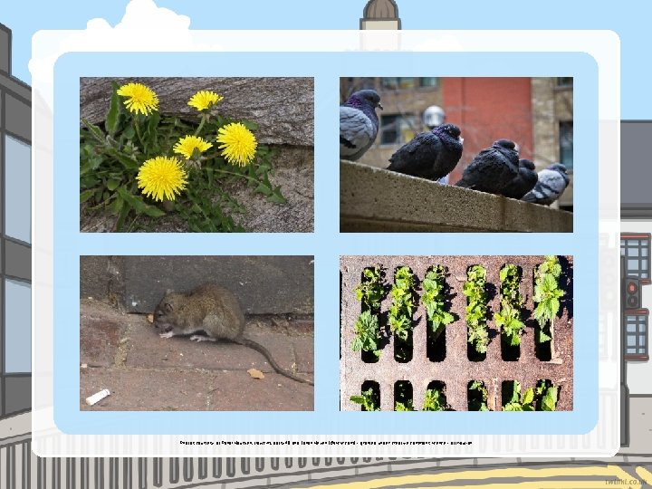 Living Things and Their Habitats Year One You