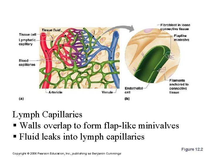 THE LYMPHATIC SYSTEM AND BODY DEFENSES Ms Dunishiya