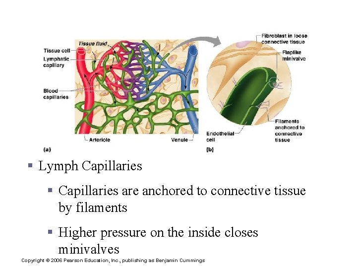 THE LYMPHATIC SYSTEM AND BODY DEFENSES Ms Dunishiya