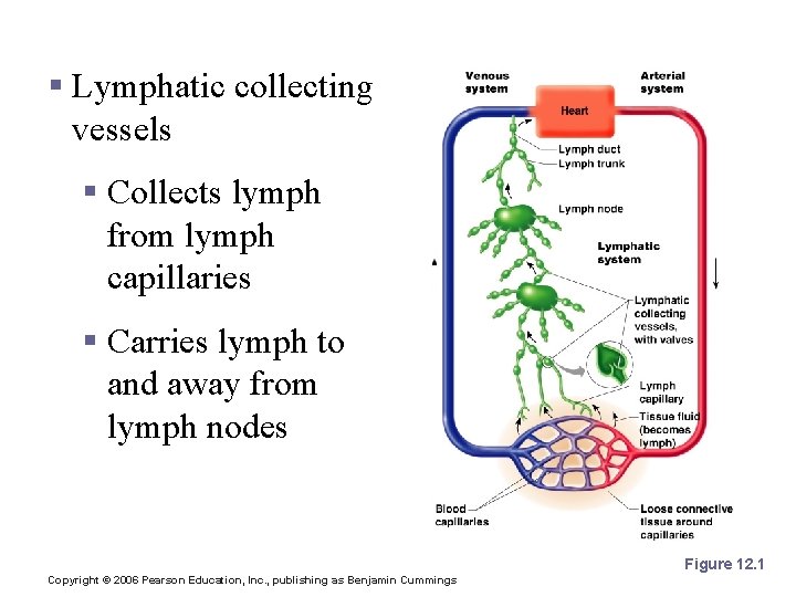 THE LYMPHATIC SYSTEM AND BODY DEFENSES Ms Dunishiya