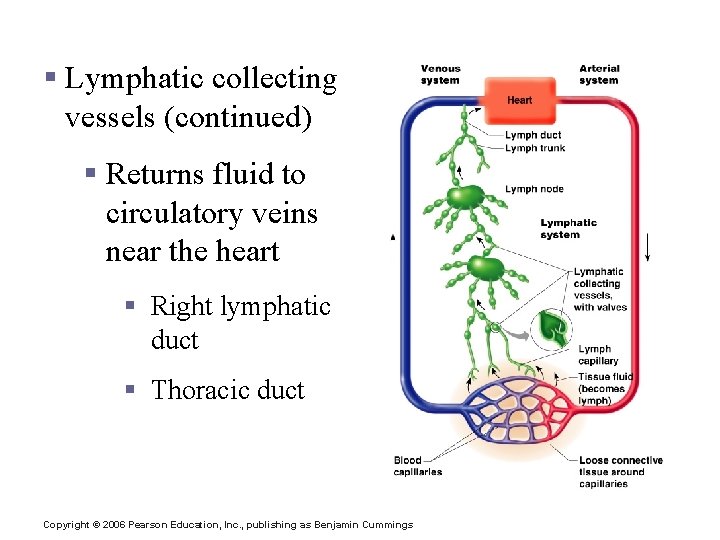 THE LYMPHATIC SYSTEM AND BODY DEFENSES Ms Dunishiya