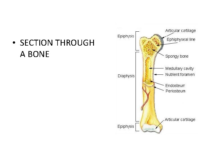 SUPPORT AND MOVEMENT IN VERTEBRATES SKELETAL SYSTEMS Vertebrates