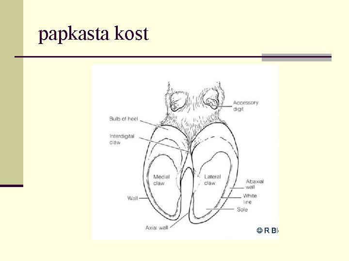 Sustav organa za gibanje apparatus locomotorius Sastoji se