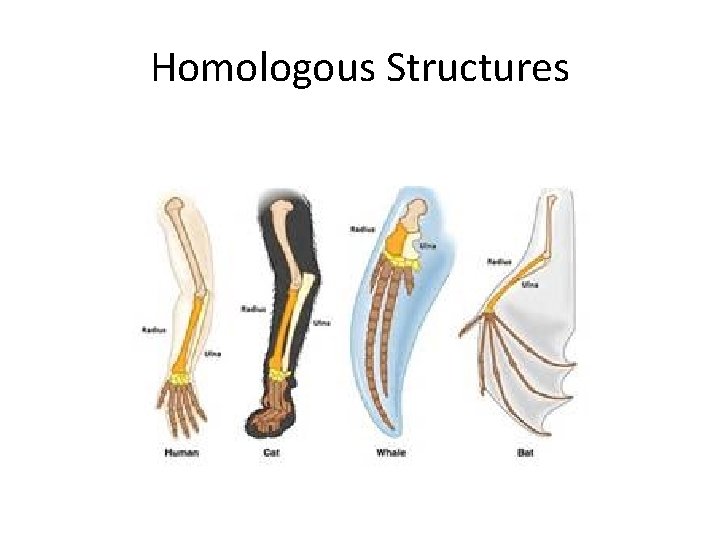 Review Evolution through Natural Selection and other Mechanisms