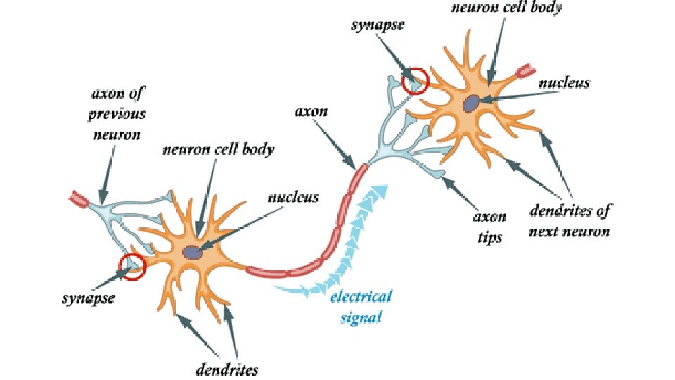 Unit 2 Notes Nerves Nerve Impulses 1 Nerves