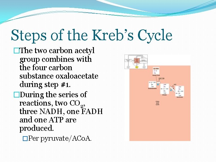 Cellular Respiration The Krebs Cycle Packet 27 Chapter