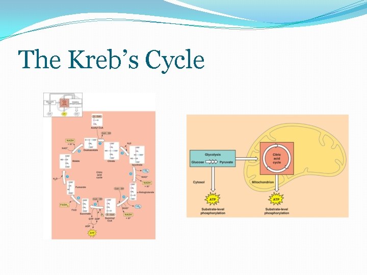 Cellular Respiration The Krebs Cycle Packet 27 Chapter
