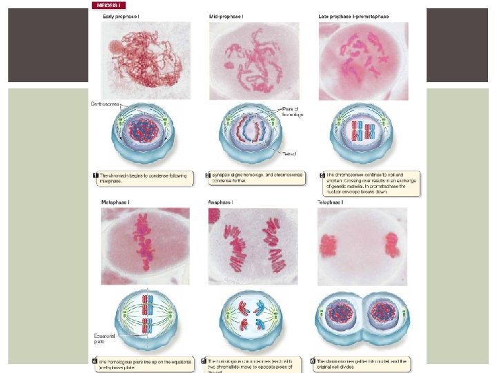 MEIOSIS AND SEXUAL LIFE CYCLES Chapter 8 GENETICS