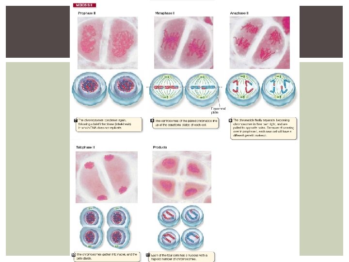 MEIOSIS AND SEXUAL LIFE CYCLES Chapter 8 GENETICS