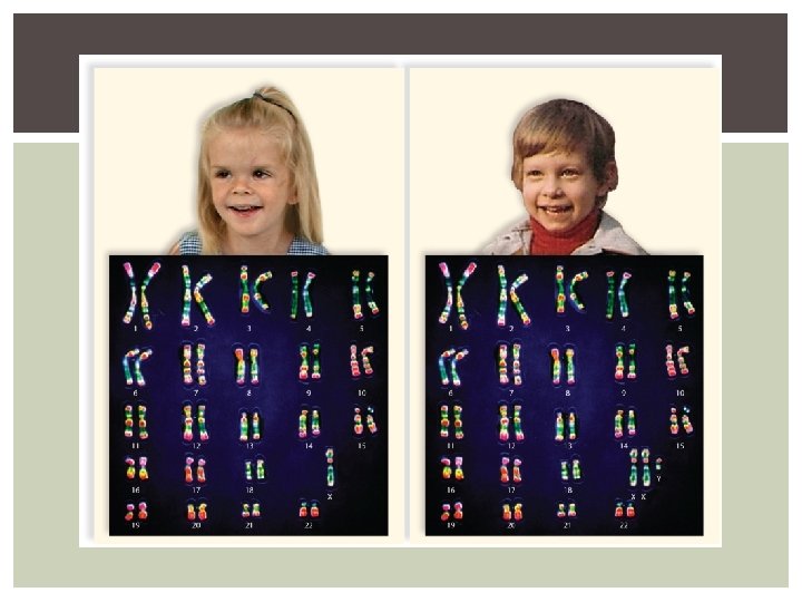 MEIOSIS AND SEXUAL LIFE CYCLES Chapter 8 GENETICS