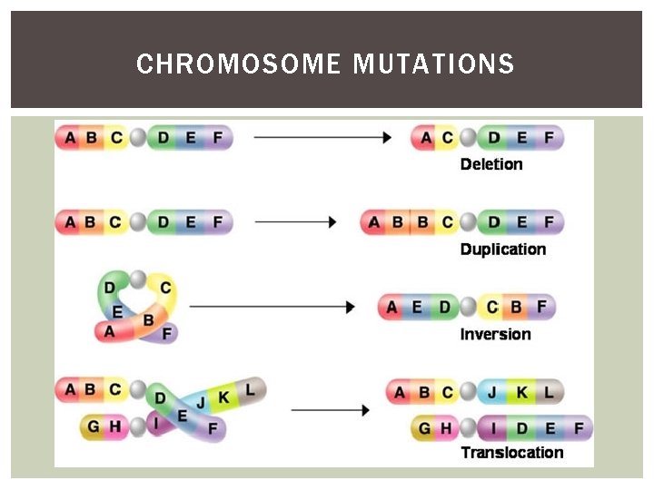 MEIOSIS AND SEXUAL LIFE CYCLES Chapter 8 GENETICS