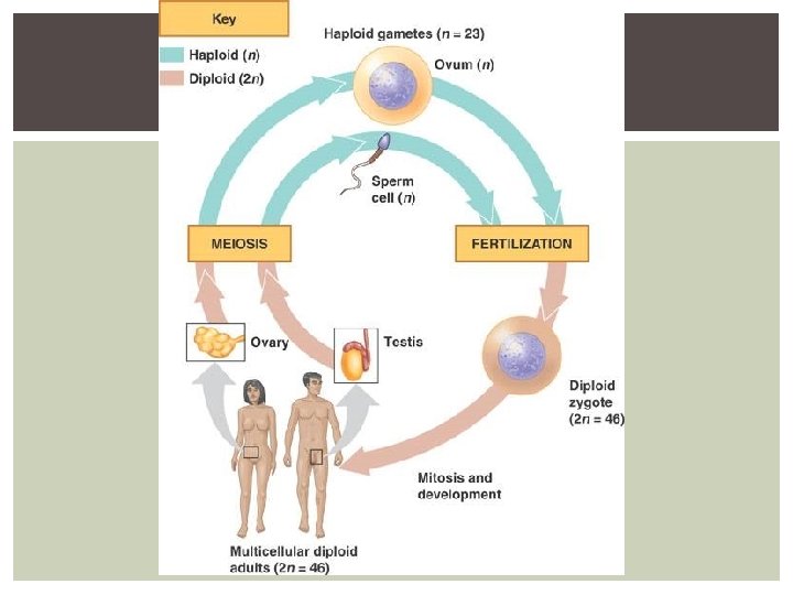 MEIOSIS AND SEXUAL LIFE CYCLES Chapter 8 GENETICS