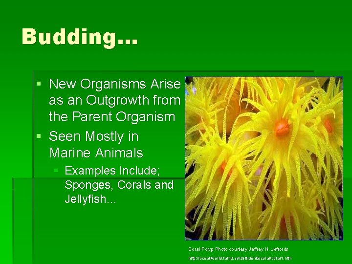 Reproduction The Continuity of Life Reproduction Sexual Reproduction