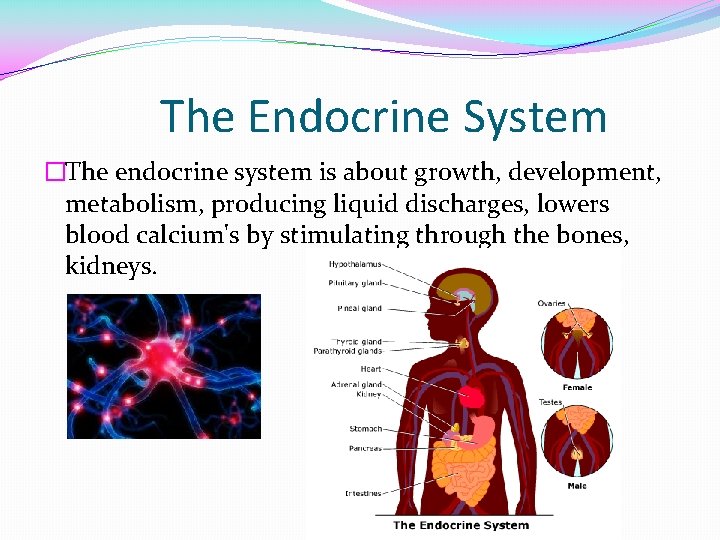 The Endocrine System Abby Ashley Aidan and David