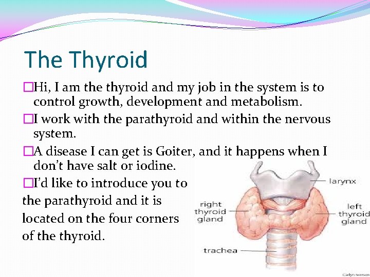 The Endocrine System Abby Ashley Aidan and David