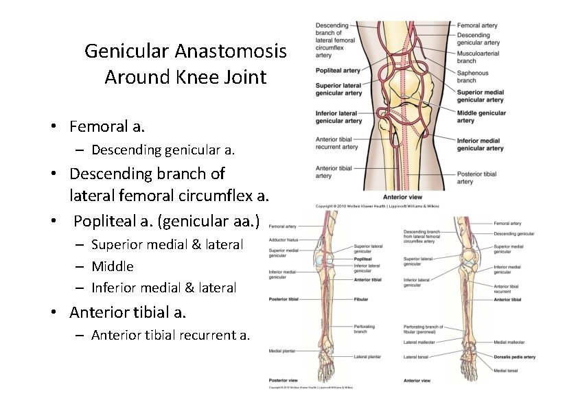 Lower Limb Vessels Lecture Objectives Describe the major