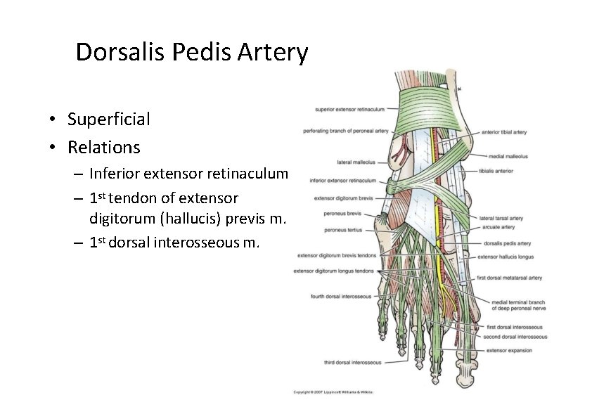 Lower Limb Vessels Lecture Objectives Describe the major