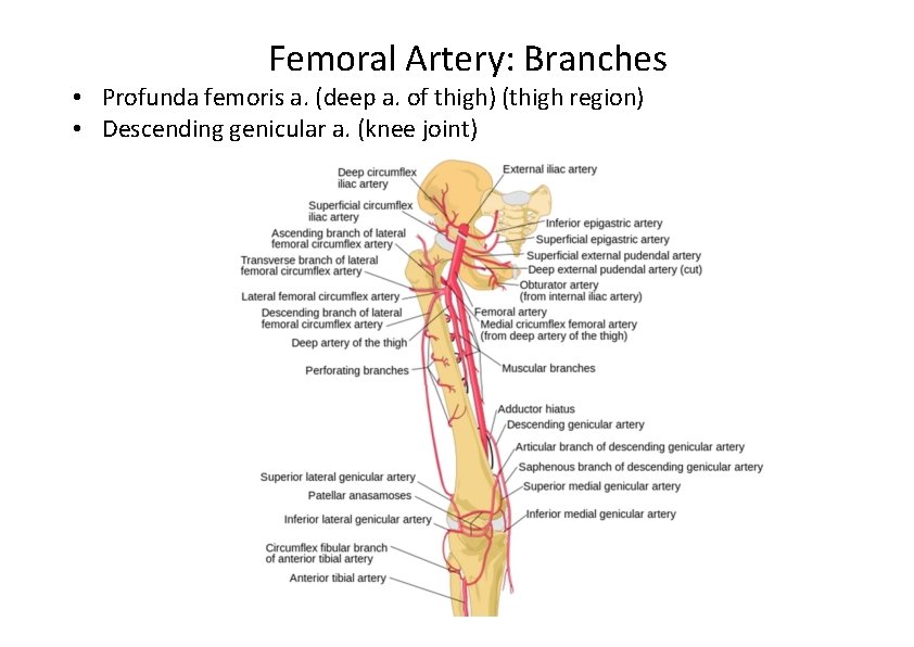 Lower Limb Vessels Lecture Objectives Describe the major