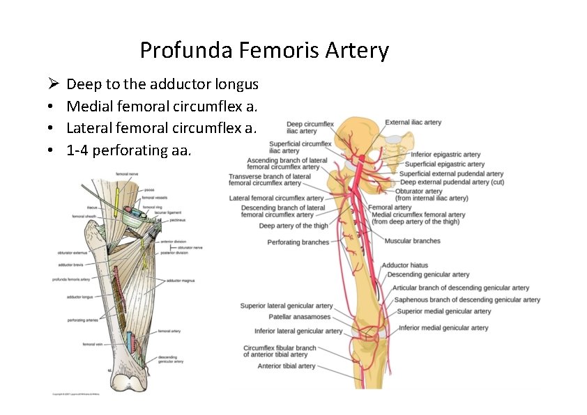 Lower Limb Vessels Lecture Objectives Describe the major