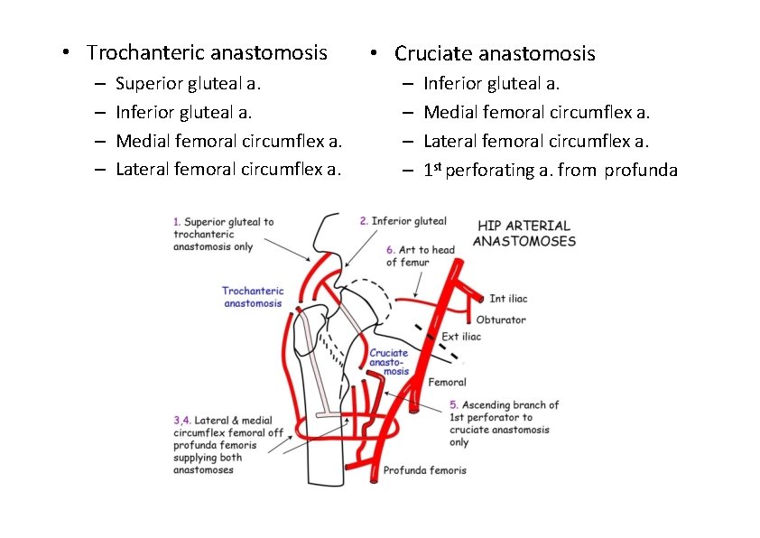 Lower Limb Vessels Lecture Objectives Describe the major