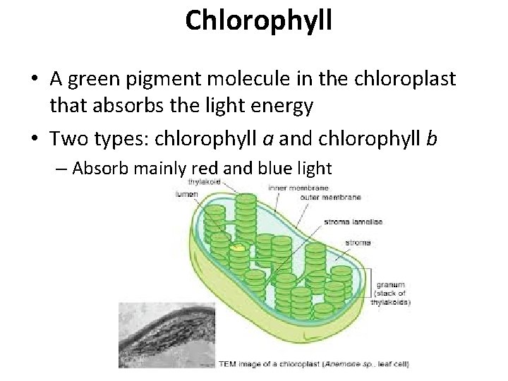 Unit 3 Photosynthesis and Cell Respiration Chemical Energy