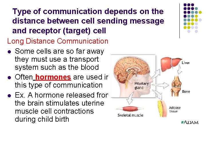 CelltoCell Communication HB p 30 How do cells
