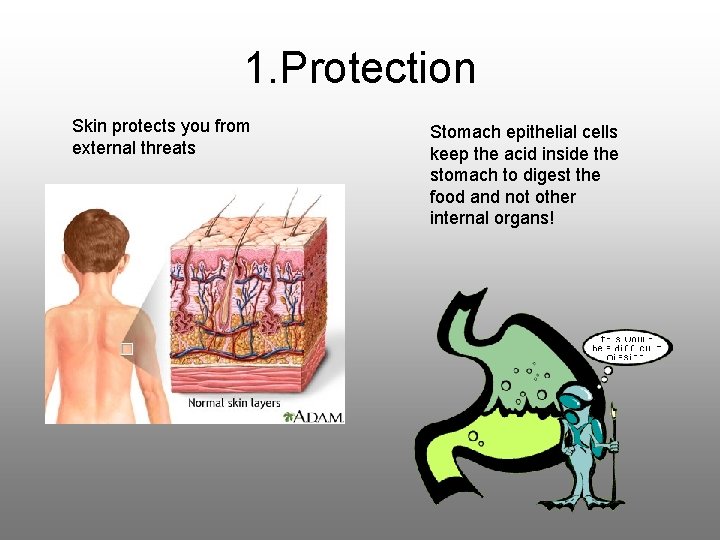 Tissues Organs and Systems What do they all