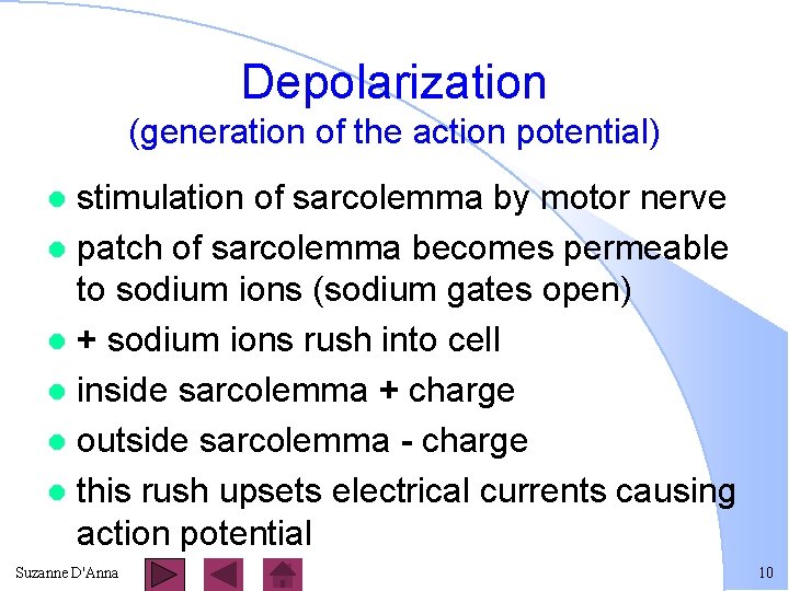 Neuromuscular Junction Suzanne DAnna 1 Motor Unit one