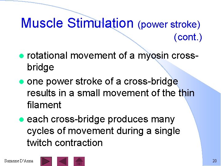 Neuromuscular Junction Suzanne DAnna 1 Motor Unit one