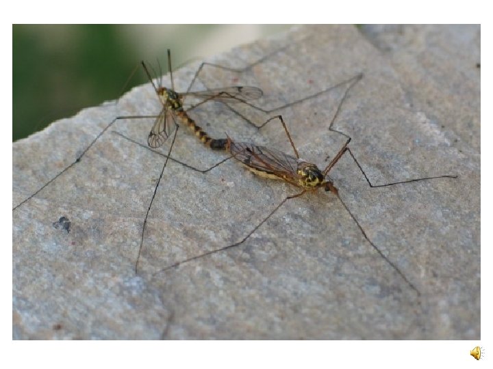 Subclass Pterygota Division Exopterygota Order Ephemeroptera Mayflies ...