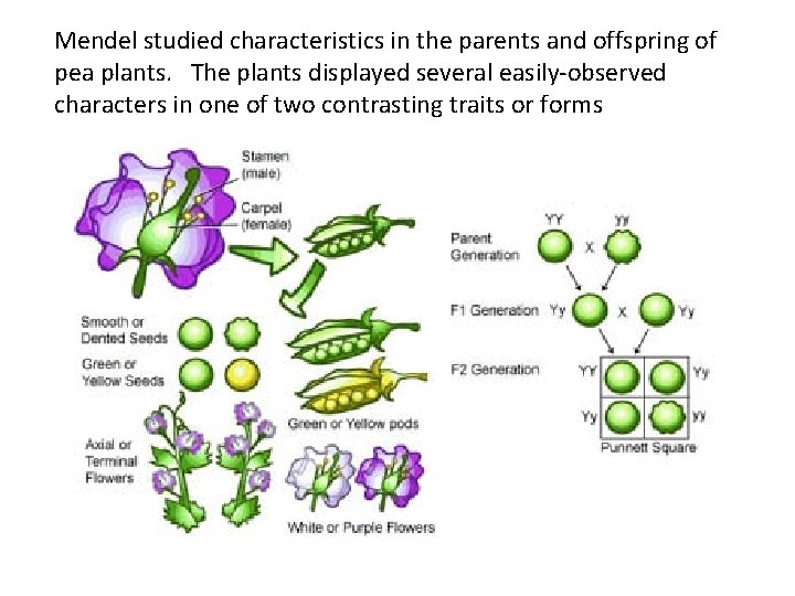 The History Of Genetics Gregor Mendel and his