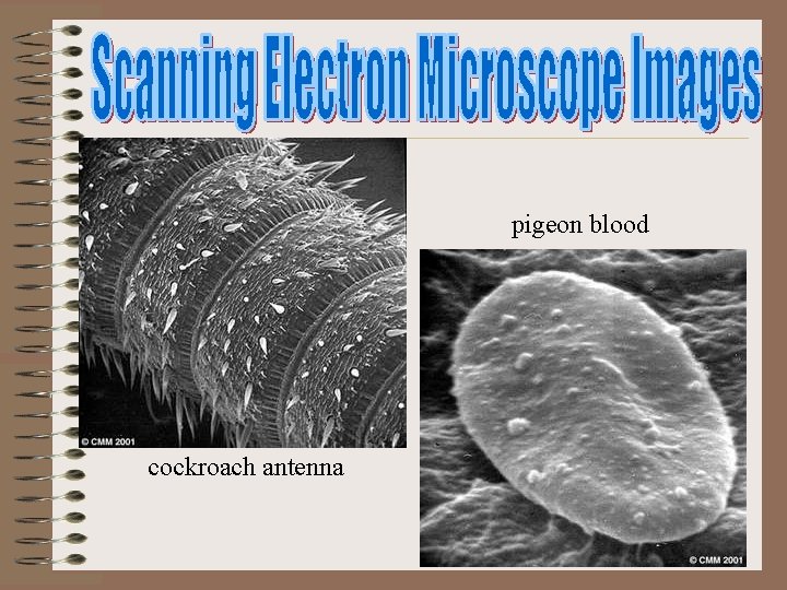Introduction to the Microscope Compound Microscope Dissection Microscope