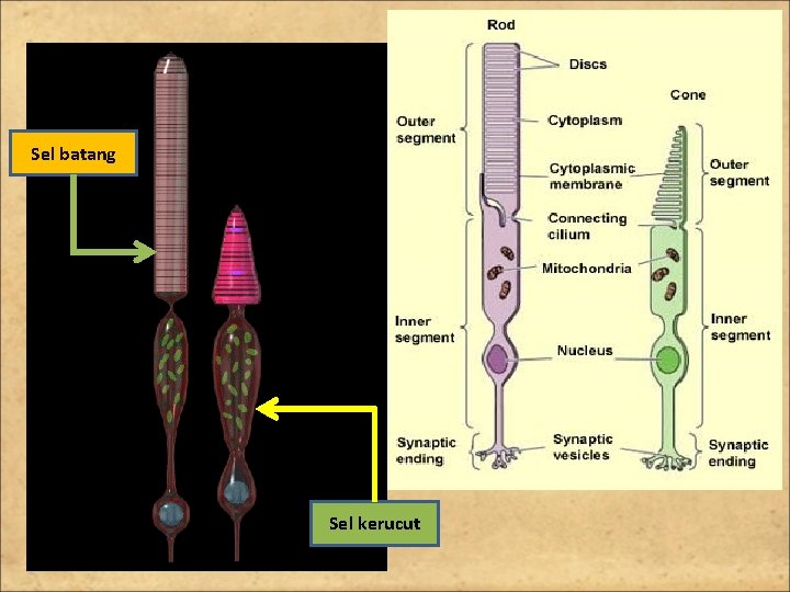 Fungsi Indera menanggapi rangsang dari luar tubuh cahaya